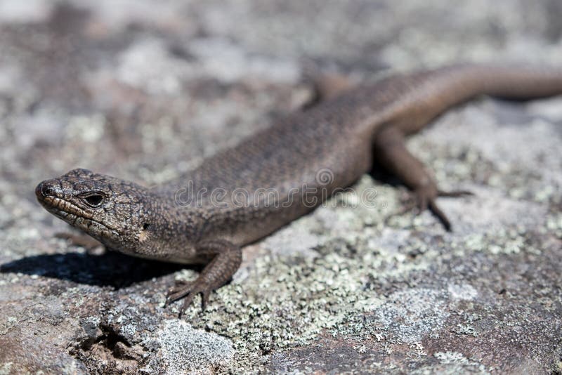 Black Skink: Western Australia Stock Photo - Image of animal, closeup ...