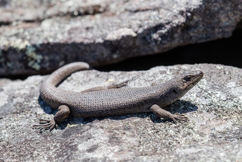 Black Skink: Western Australia Stock Photo - Image of animal, closeup ...