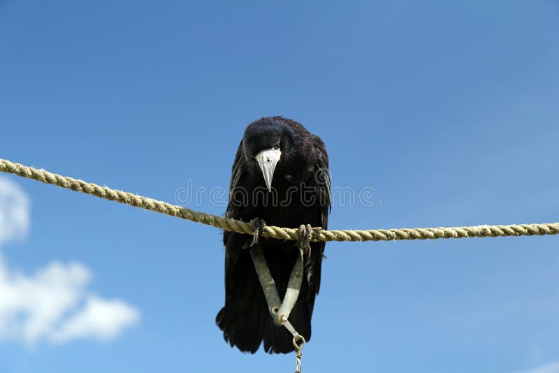 Black rook stock image. Image of rope, bird, wing, rook - 22500601