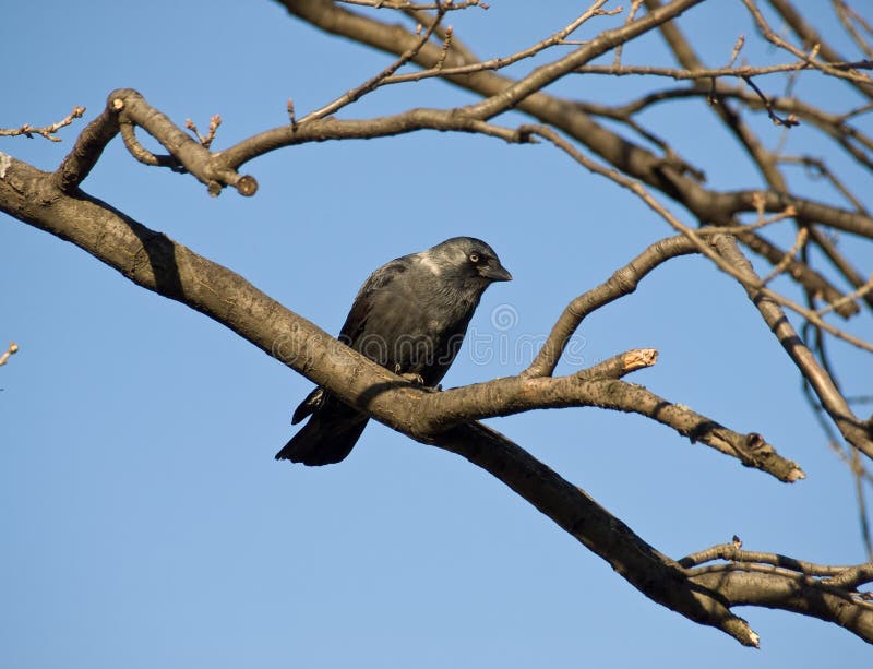 Black rook stock photo. Image of beautiful, raven, leaf - 7095690