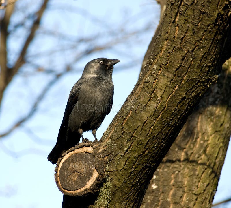 Black rook stock image. Image of bright, beauty, branch - 7095809