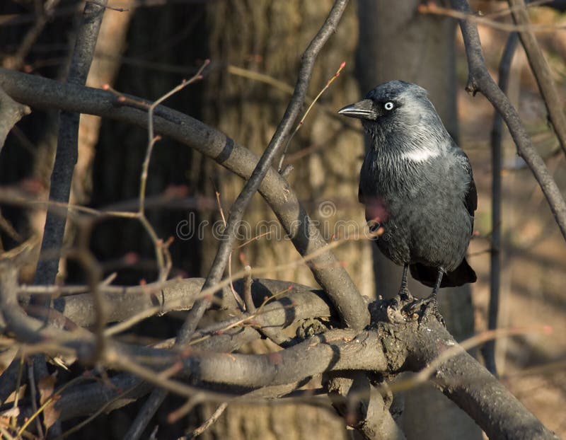 Black rook stock photo. Image of bird, tree, jackdaw, nature - 7096176