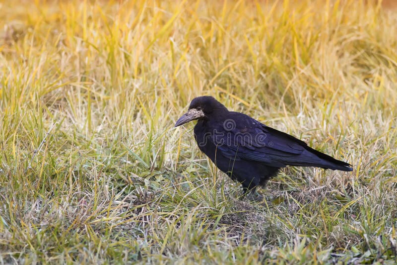 Black Rook Arrived and Walking Stock Photo - Image of crow, looking ...