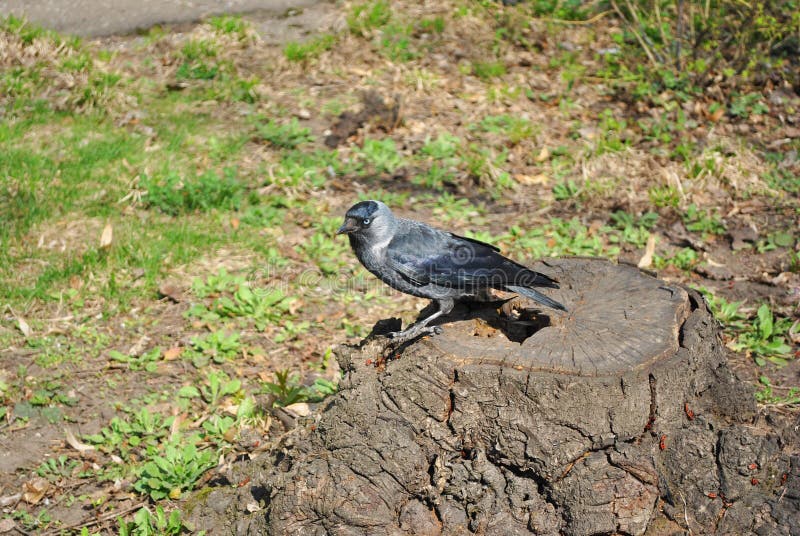 Black Rook with Blue Eye Looking and Sitting on Sawn Tree Stump, Meadow ...