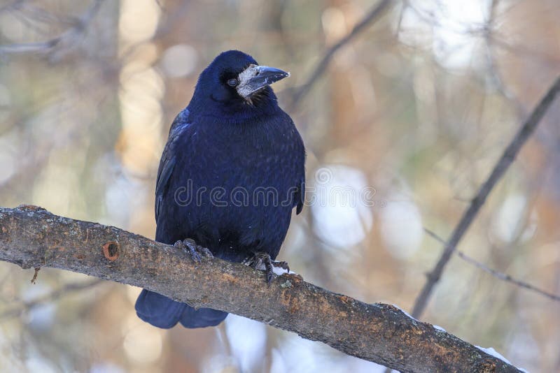 Black rook on a branch stock photo. Image of city, garden - 67150824
