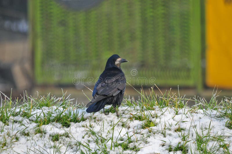 Black rook on the ground stock image. Image of closeup - 47862511