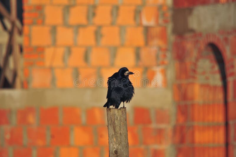 Black rook on the ground stock photo. Image of beak, white - 47862512