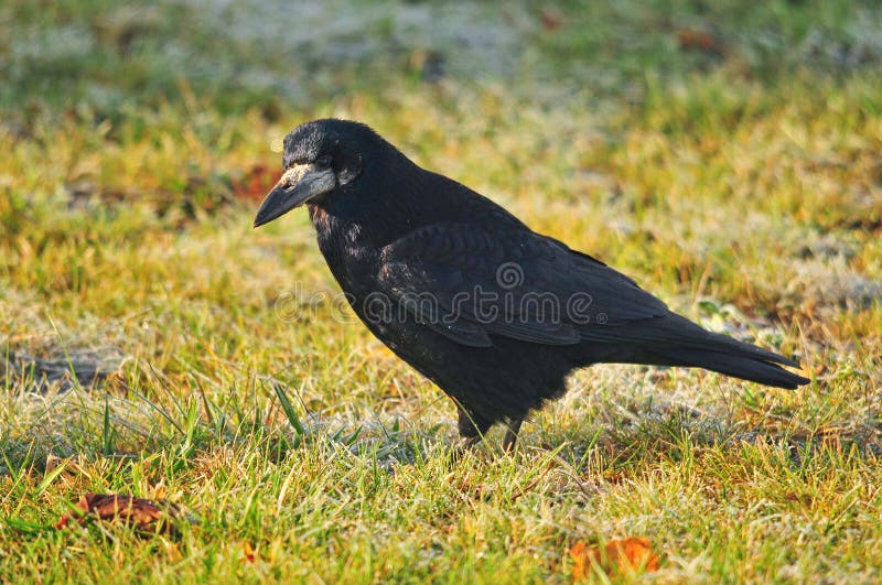 Black rook on the ground stock image. Image of closeup - 47862785