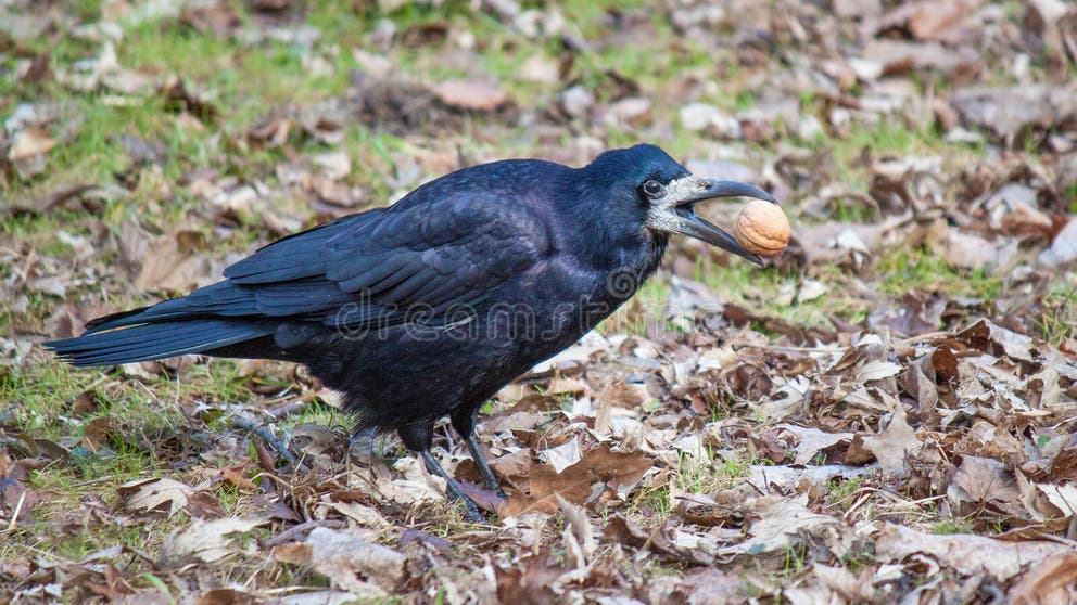 Black Rook Holds a Walnut in Its Beak Stock Photo - Image of water ...