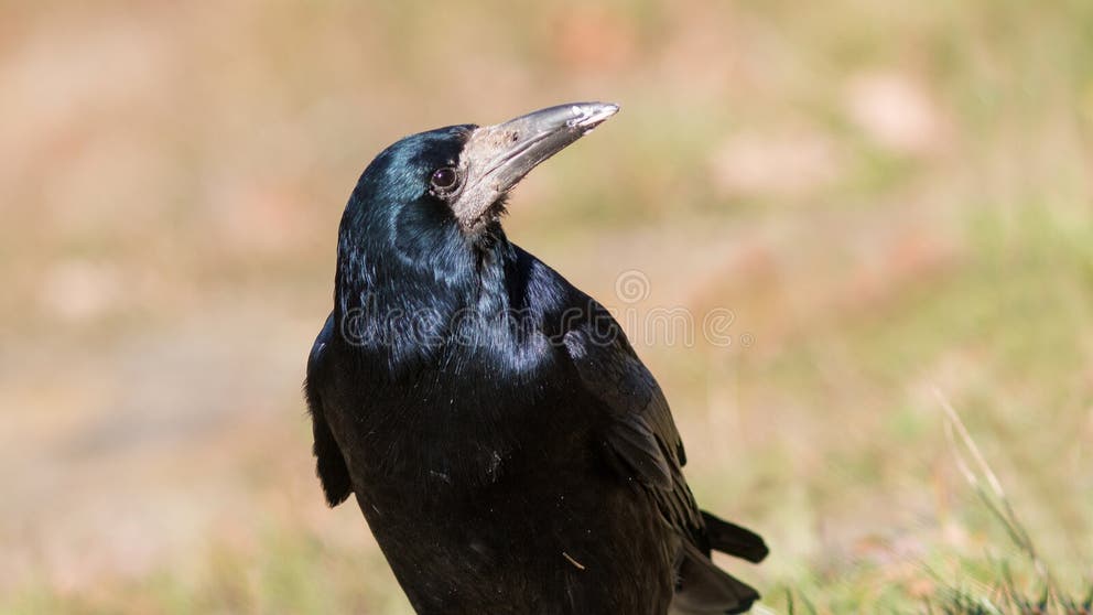 The Black Rook Looks into the Sky, Thinking Stock Photo - Image of ...