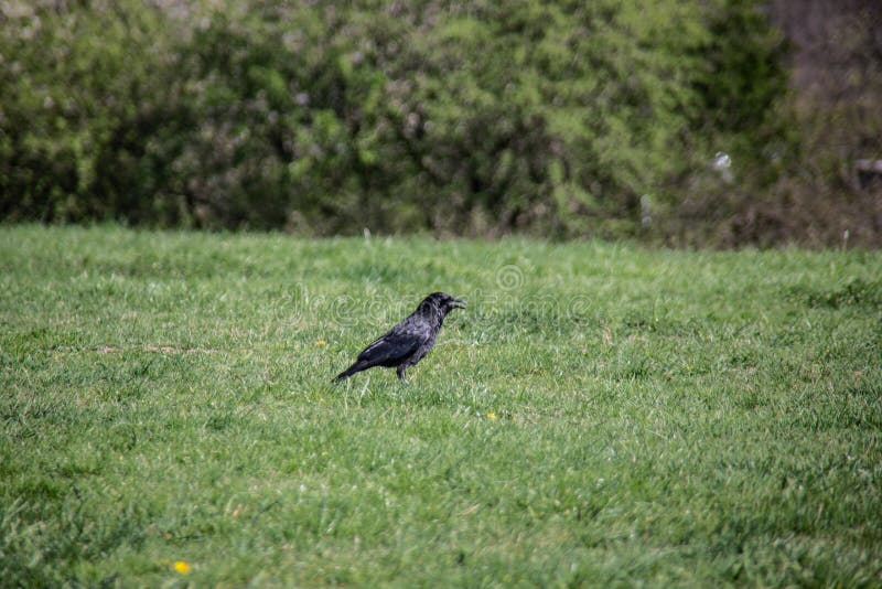 Black rook on the meadow stock image. Image of feathers - 191658081
