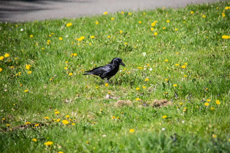 Black rook on the meadow stock photo. Image of pecking - 191658420