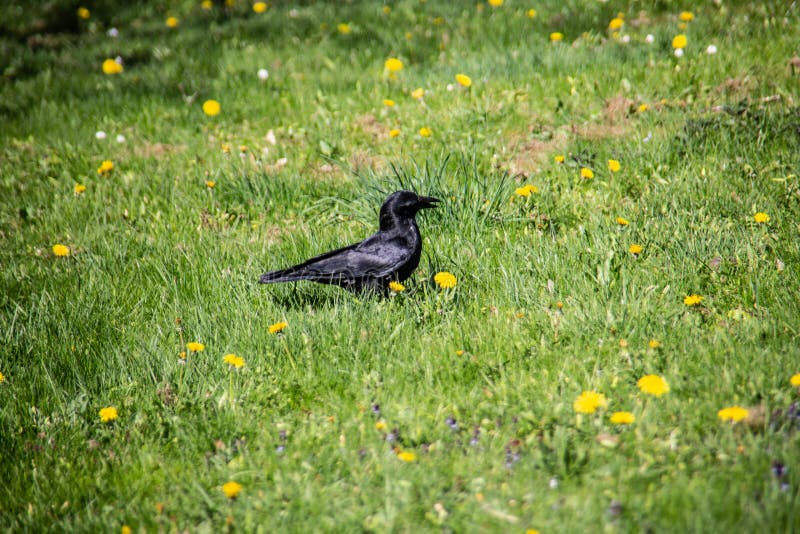 Black rook on the meadow stock image. Image of nature - 191658511