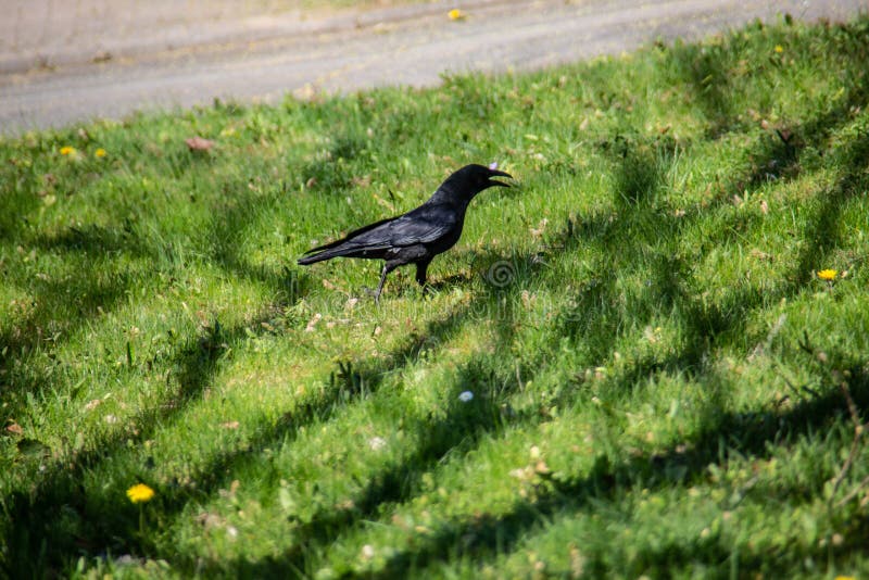 Black rook on the meadow stock photo. Image of rake - 191658550