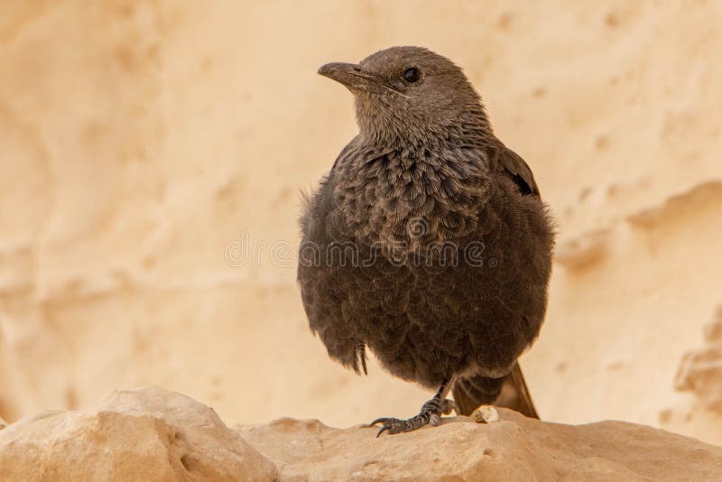 Black rook is resting stock photo. Image of rook, flight - 165296276