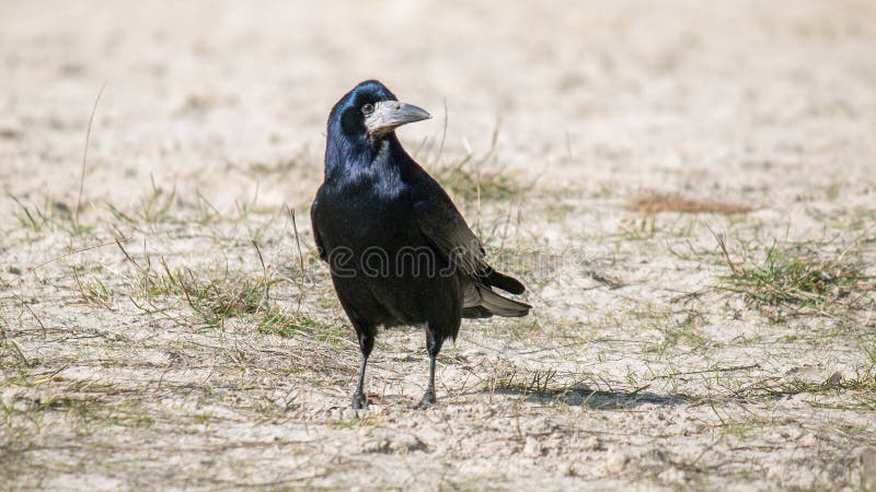 Black Rook Shot at Close Range Stock Photo - Image of wildlife, animal ...