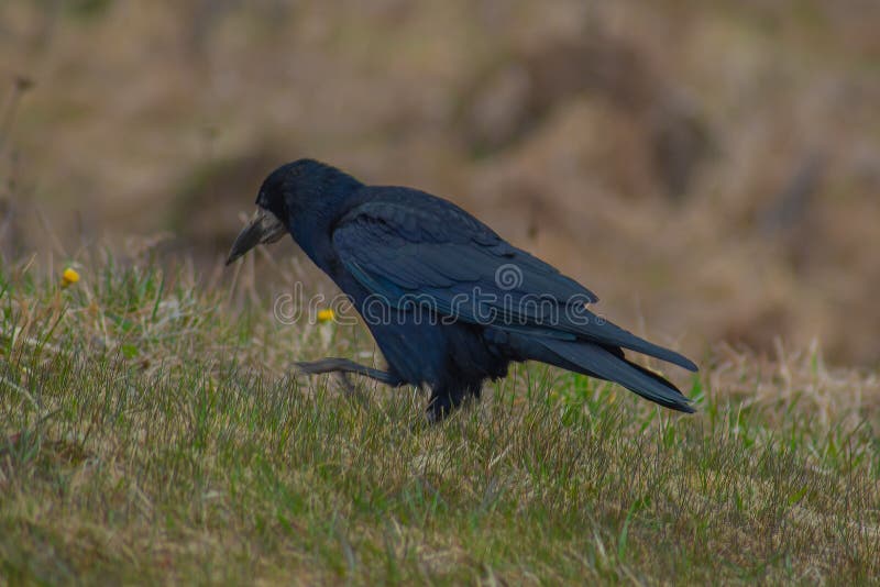 A Black Rook on the Side of the Road, a Rook Flying in, a Bird Taking ...