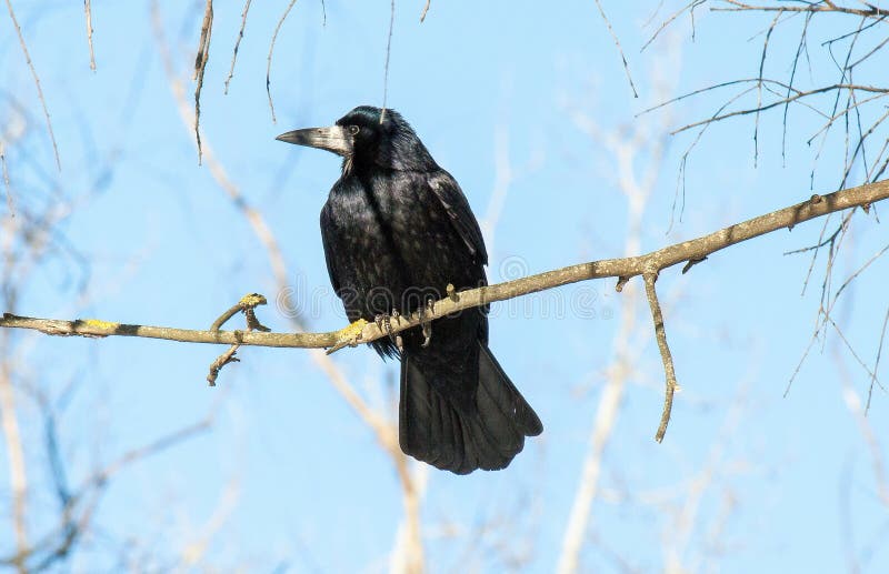 Black Rook Sitting on a Branch Stock Photo - Image of fauna, wildlife ...