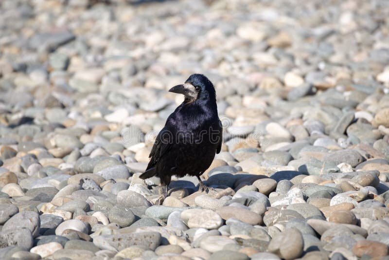 Black rook on stone beach stock image. Image of travel - 214161937