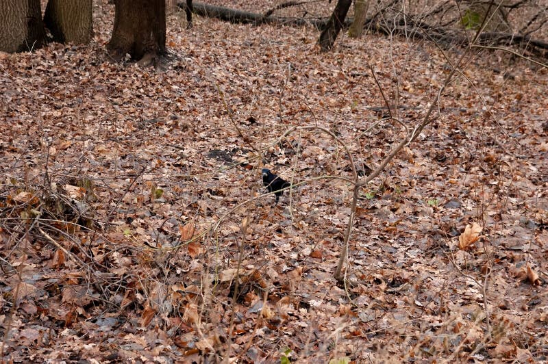 Black Rook Walks on the Fallen Autumn Leaves Stock Image - Image of ...