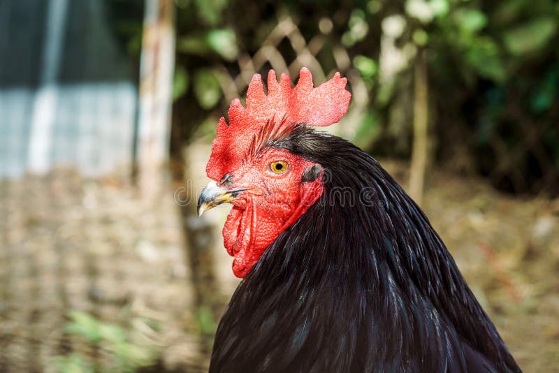 Black Rooster with Bright Red Comb 2 Stock Image - Image of bird, side ...