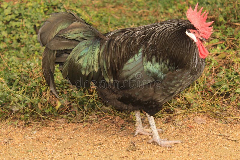 A black rooster in a farm stock photo. Image of black - 176950972