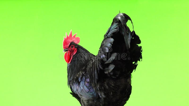 Black Rooster on Green Screen Stock Video - Video of farming, standing ...