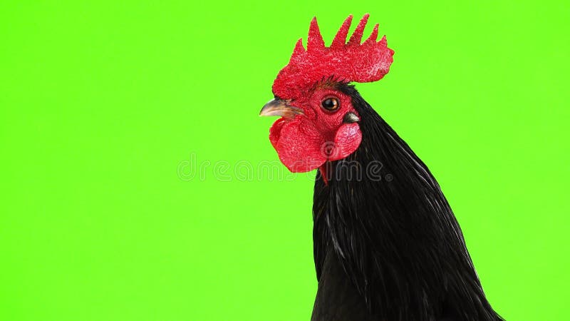 Black Rooster on Green Screen Stock Footage - Video of isolated ...