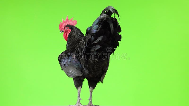 Black Rooster on Green Screen Stock Video - Video of standing, sound ...