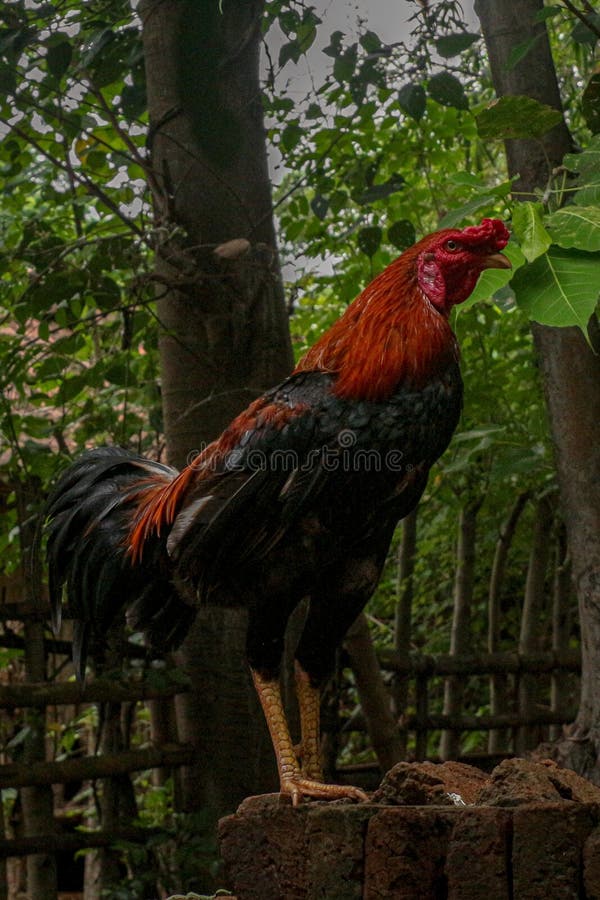 Black Rooster stock image. Image of daylight, color - 267094057