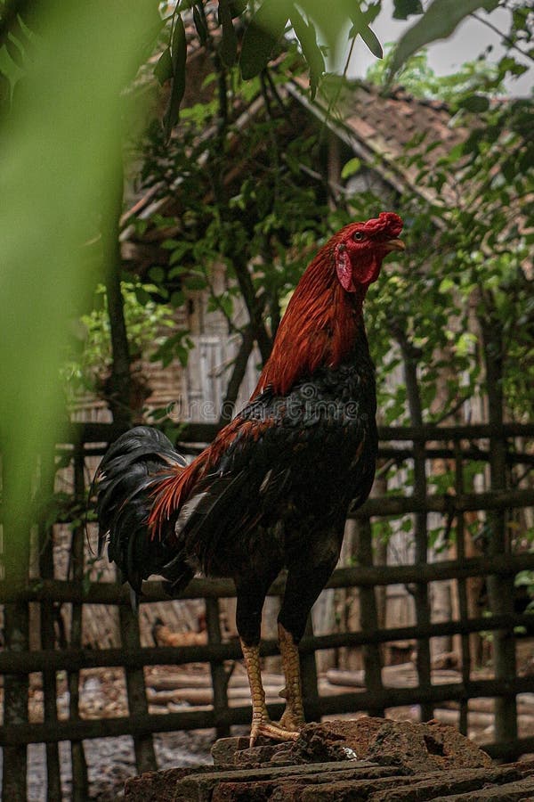 Black Rooster stock image. Image of rooster, backyard - 267094097
