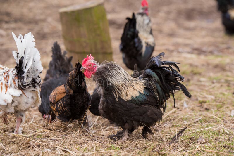 Kill Rooster Stock Photos - Free & Royalty-Free Stock Photos from ...