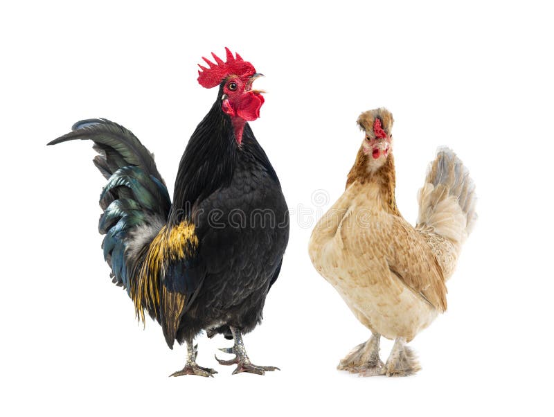 Surprised Rooster Stock Photos - Free & Royalty-Free Stock Photos from ...
