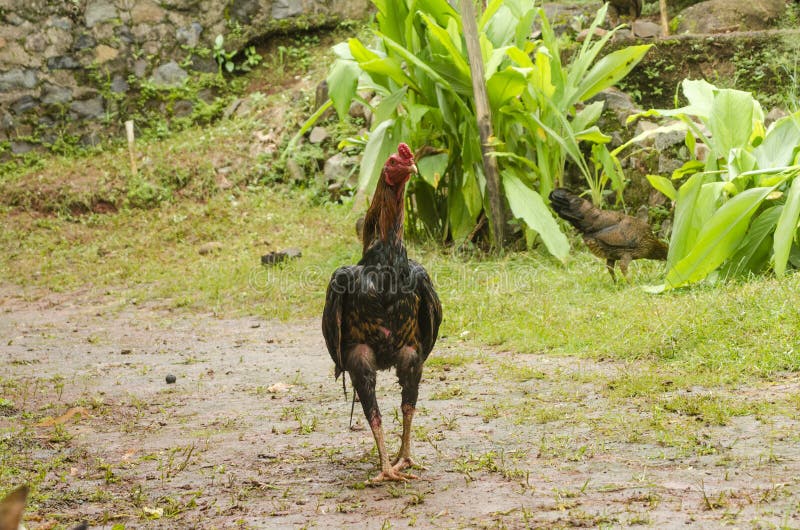 Black rooster stock photo. Image of black, rooster, west - 85664742