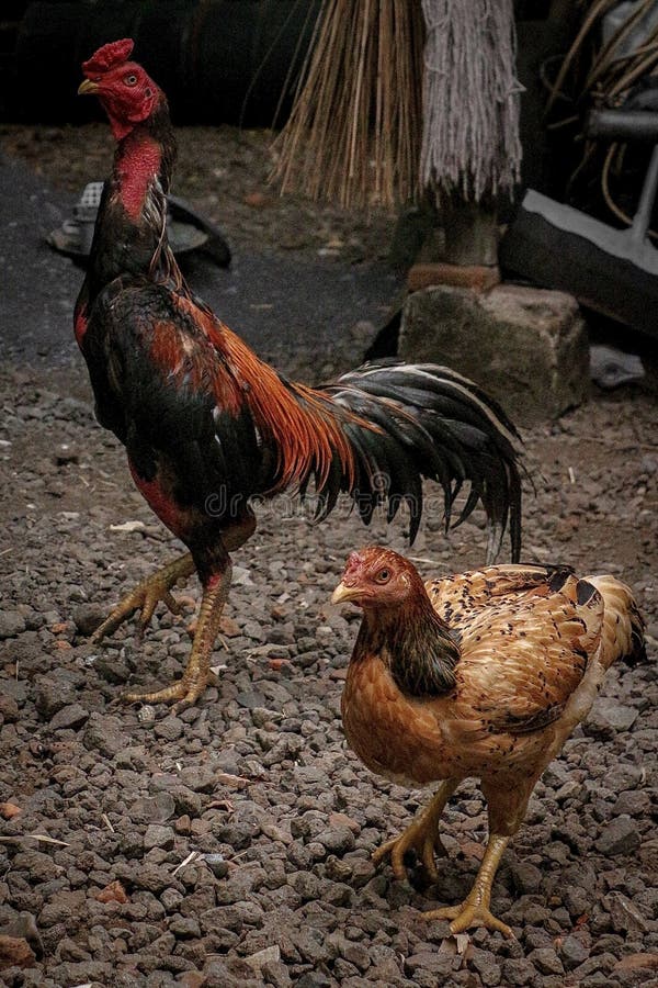 Black Rooster and Yellow Hen Stock Image - Image of chicken, rural ...