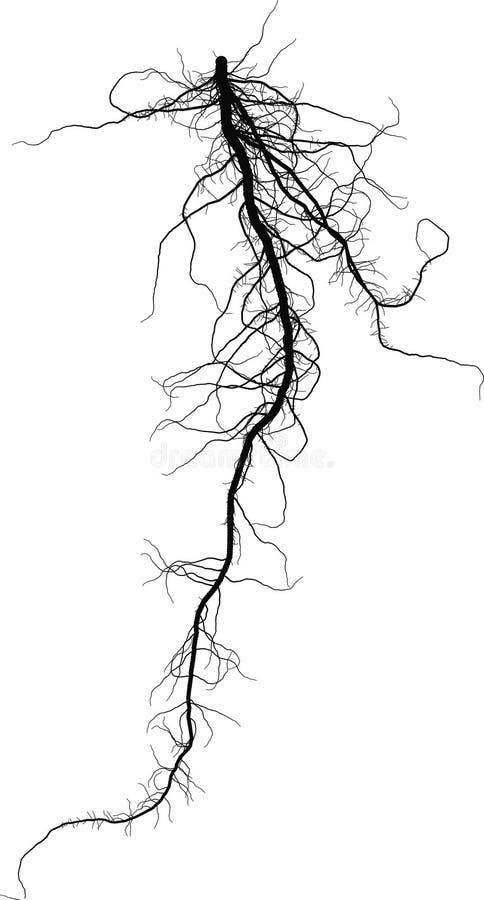 Taproot System Stock Illustrations – 86 Taproot System Stock ...