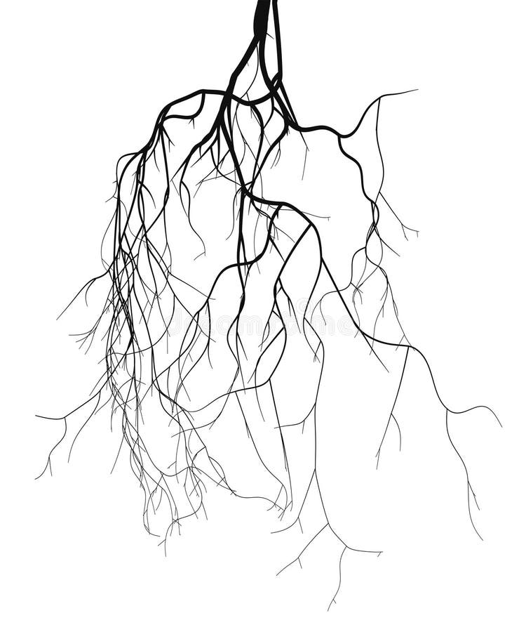 Black Root System - Vector Illustration Stock Vector - Illustration of ...