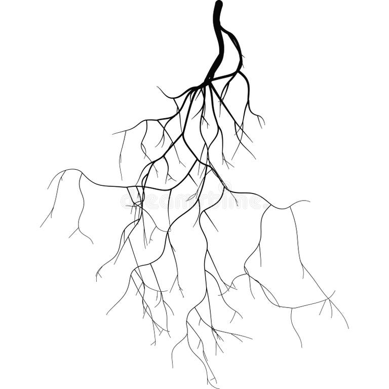Black Root System - Vector Set Stock Vector - Illustration of ramose ...