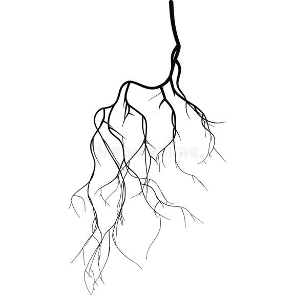 Black Root System - Vector Set Stock Vector - Illustration of white ...