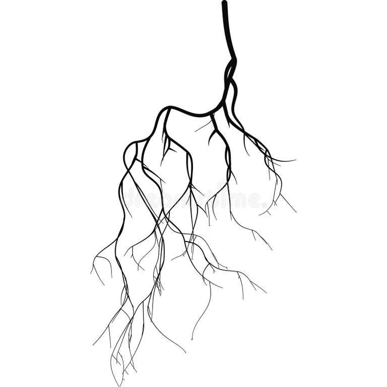 Black Root System - Vector Set Stock Vector - Illustration of white ...