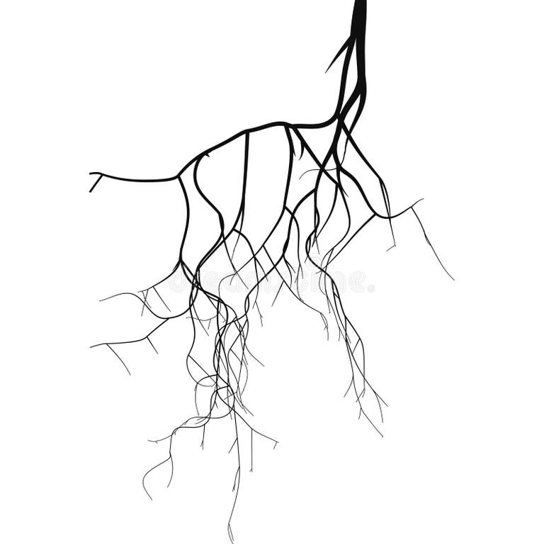 Black Root System - Vector Set Stock Vector - Illustration of sample ...