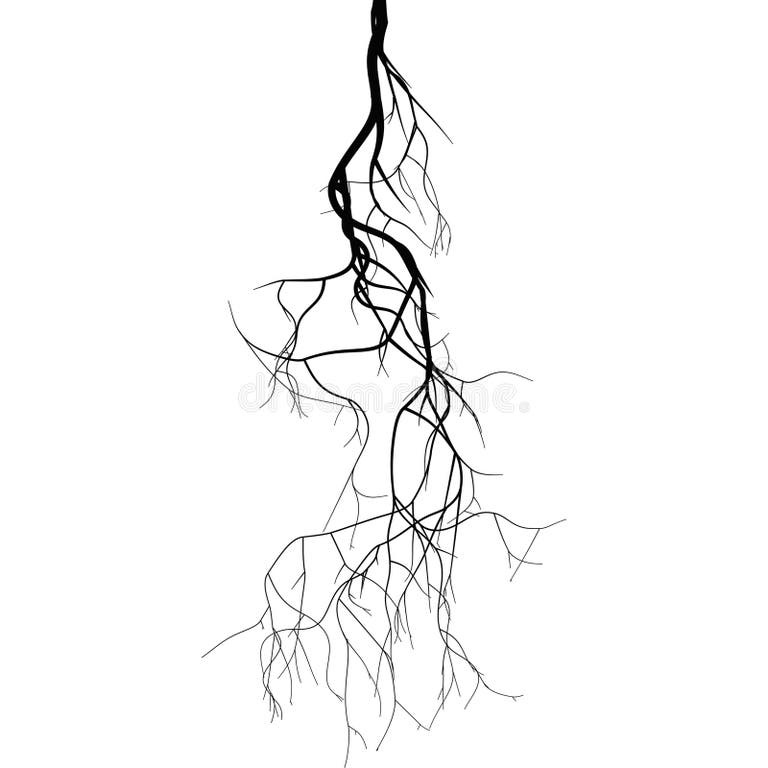 Black Root System - Vector Set Stock Vector - Illustration of vector ...