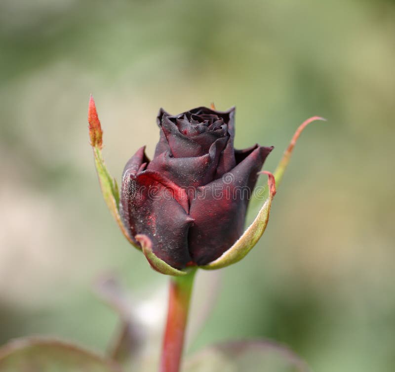 Black rose stock image. Image of leaf, nature, blossom - 10504721