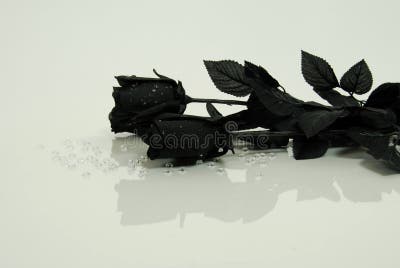 Black Rose stock image. Image of rose, death, mourning - 7078933