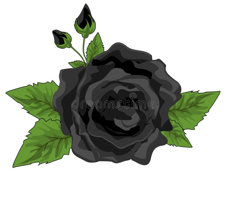 One black rose stock illustration. Illustration of flower - 184750468