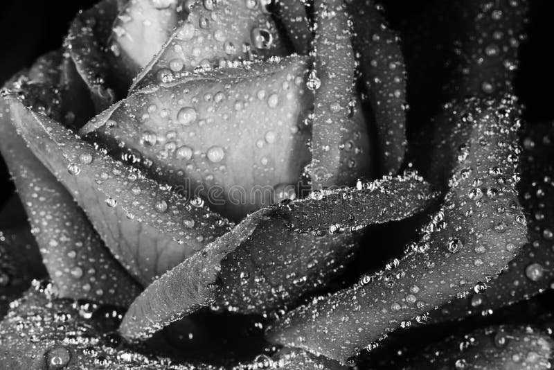 Black rose flower stock image. Image of burial, macro - 67563223