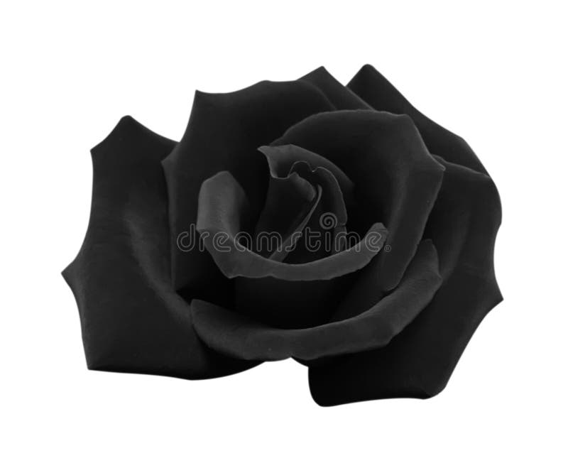 Black Rose Isolated on White Background, Clipping Path and - Soft Focus ...