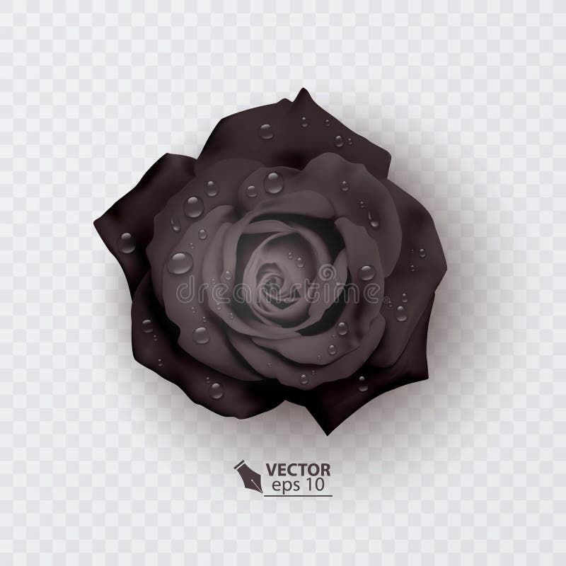 Red Rose with Shadow, Realistic Illustration on Transparent Background ...