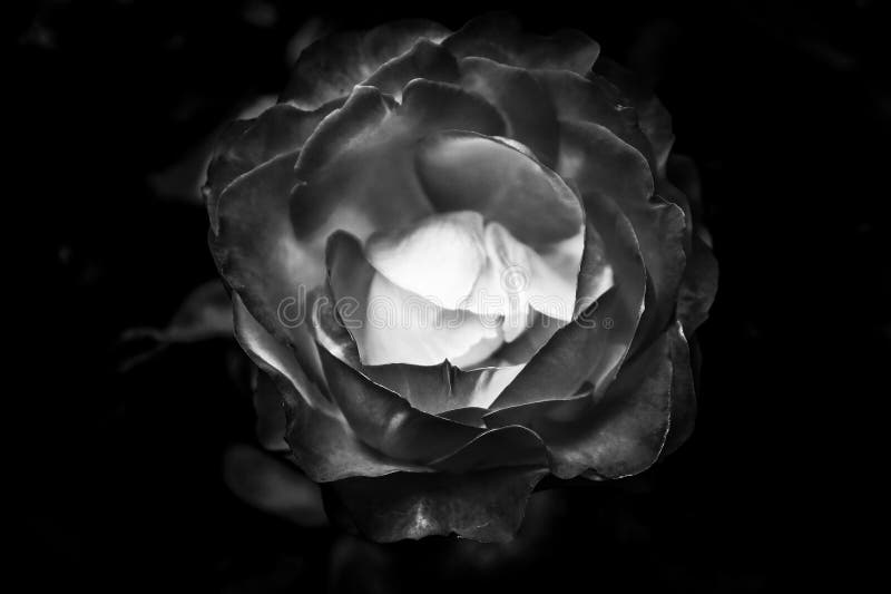 Black Rose stock image. Image of flowers, rose, black - 271450555