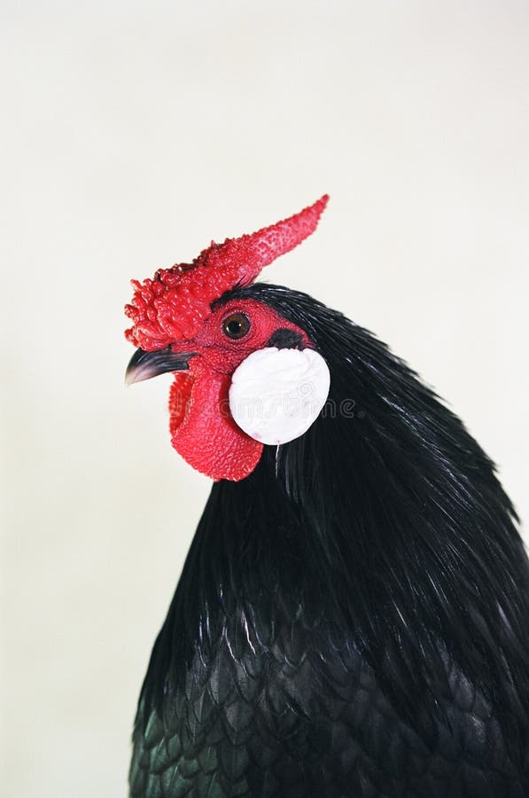 Black Rosecomb Chicken stock image. Image of comb, head - 3210673